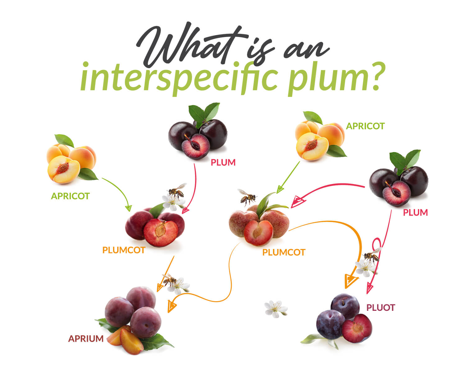 Our Products – Custom Plum Company